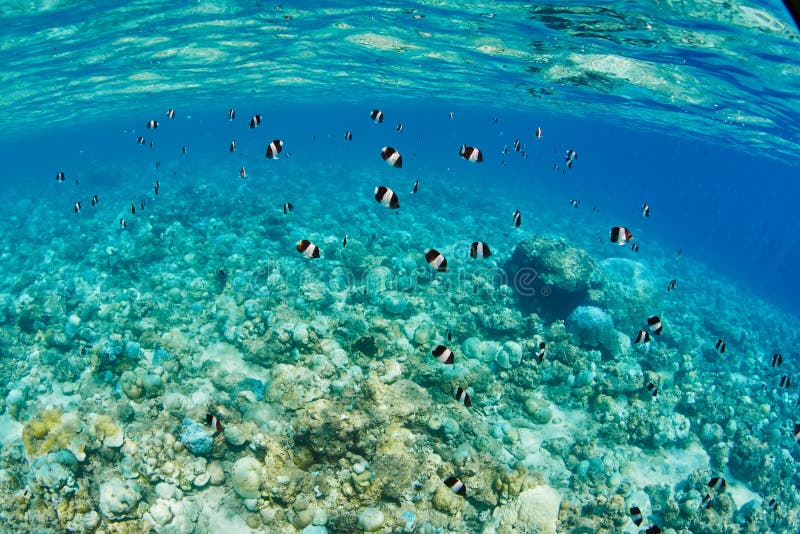 Underwater world stock image. Image of bright, animals - 73366015