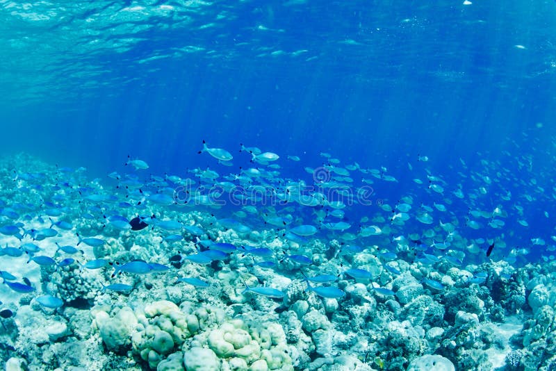 Underwater world stock image. Image of large, blue, exploration - 73366031