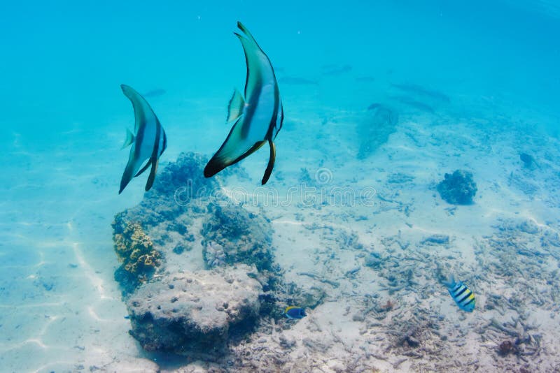 Underwater world stock image. Image of colors, caribbean - 73366095