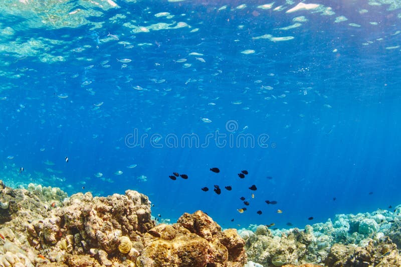 Underwater world stock image. Image of reef, africa, animals - 73366219