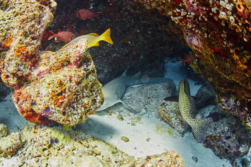 Underwater world stock image. Image of clean, reefscape - 73366419