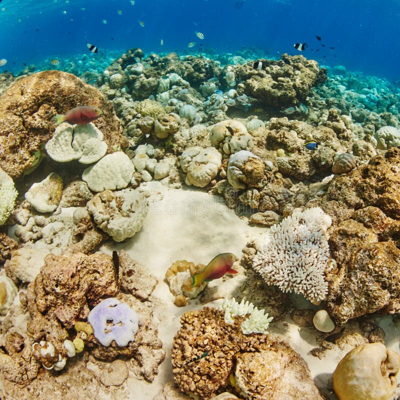 Underwater world stock image. Image of coral, maldives - 73366571