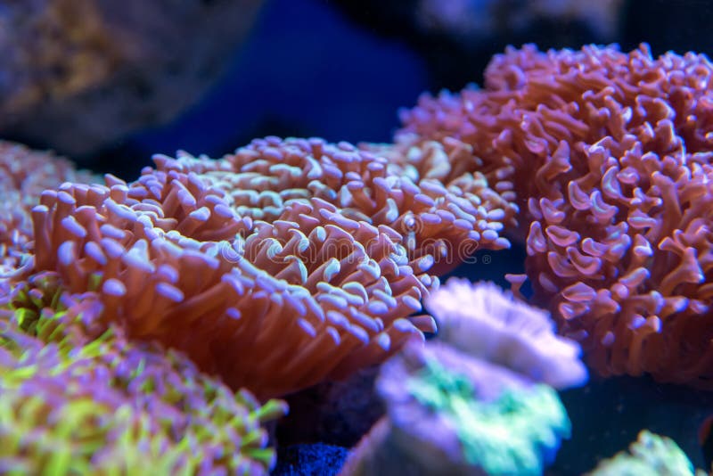 Underwater World Fish Aquarium Stock Photo - Image of aquarium ...