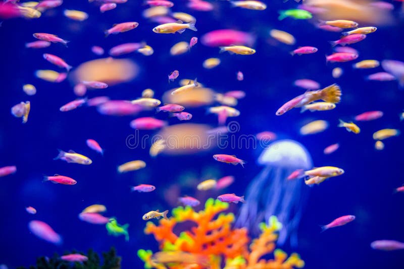 Underwater World Fish Aquarium Stock Image - Image of nature, window ...