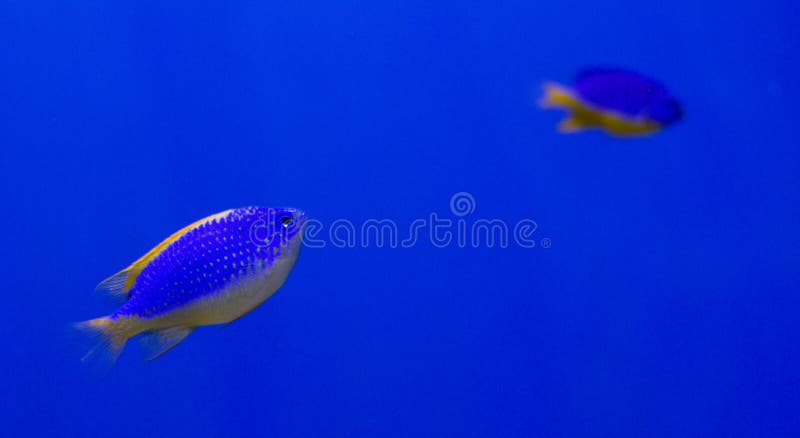 Underwater World Fish Aquarium Stock Image - Image of houses ...