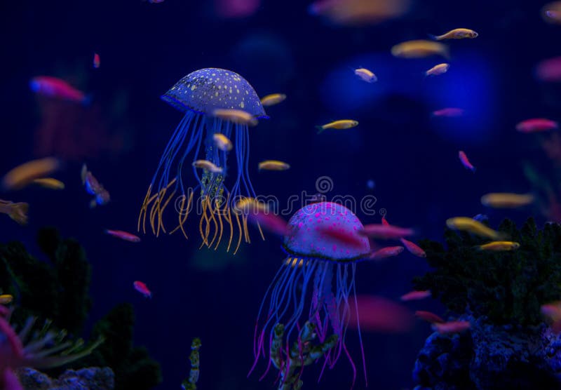 Underwater World Fish Aquarium Stock Image - Image of wild, wildlife ...