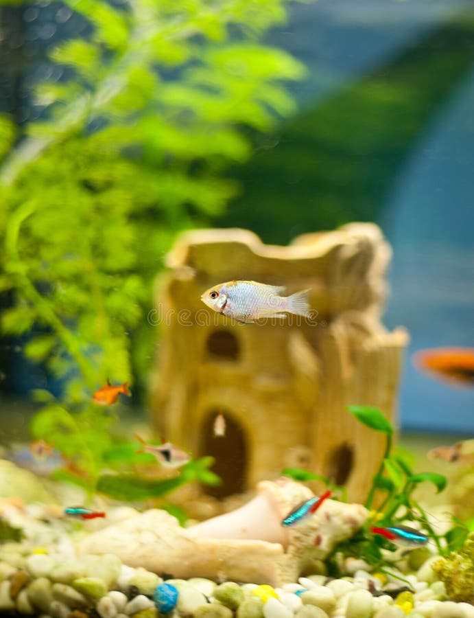 Underwater World Fish Aquarium Tropical Common Side View Stock Photo ...