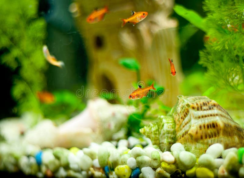 Underwater World Fish Aquarium Tropical Common Side View Stock Image ...