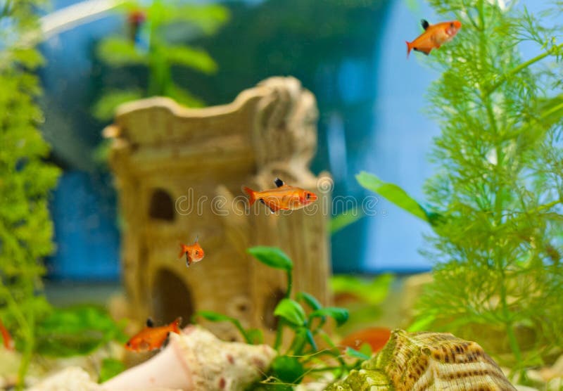 Underwater World Fish Aquarium Tropical Common Side View Stock Photo ...