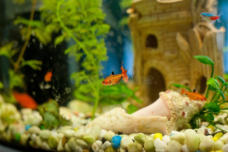 Underwater World Fish Aquarium Tropical Common Side View Stock Photo ...