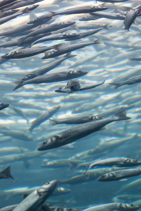 Underwater World. Fish Togetherness Stock Image - Image of exploration ...