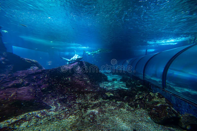 Underwater World with Fishes Stock Image - Image of shark, sharks ...