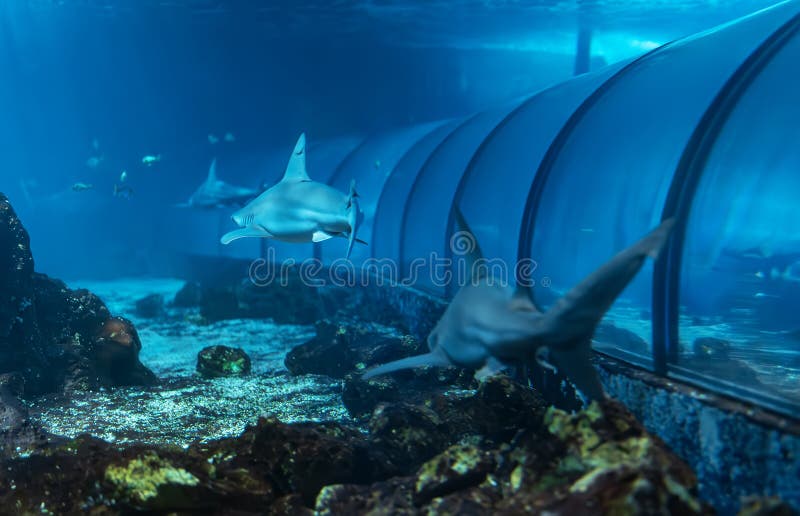Underwater world stock photo. Image of water, sharks - 353565648