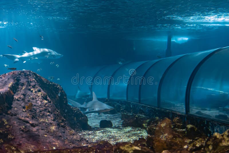 Underwater world stock photo. Image of tunnel, attraction - 353565658