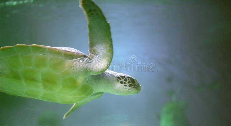 Underwater world. stock image. Image of animal, beauty - 32537041