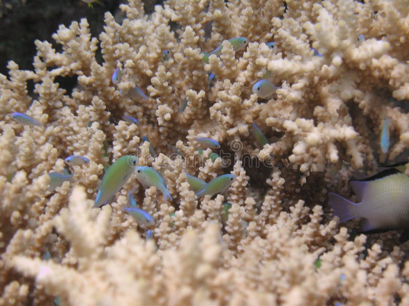 Underwater World - a Group of Small Fish Hiding among the Branches of ...