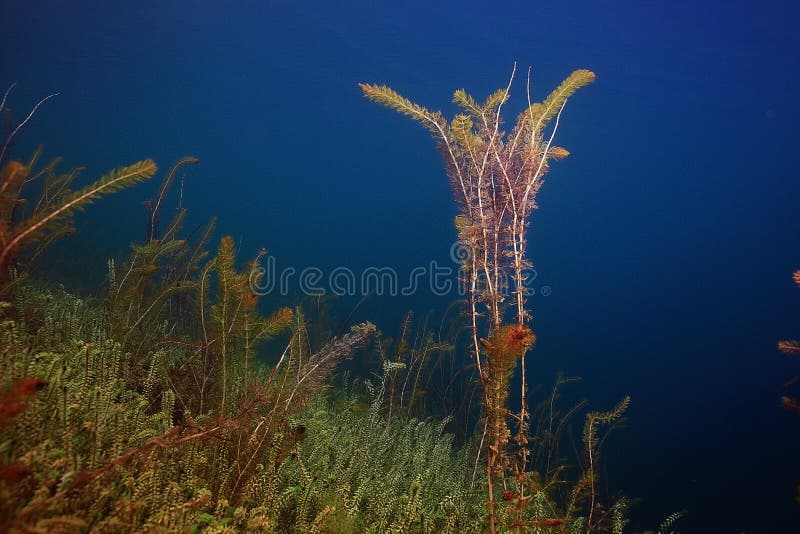 315 Underwater Reeds Photos - Free & Royalty-Free Stock Photos from ...