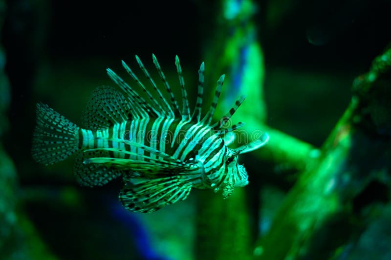 Underwater World. Lionfish Fish in an Aquarium Stock Photo - Image of ...