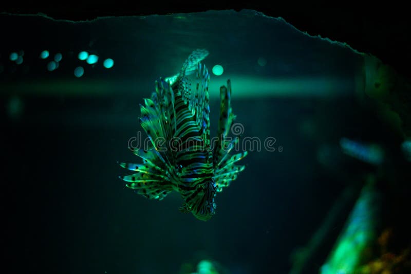 Underwater World. Lionfish Fish in an Aquarium Stock Photo - Image of ...