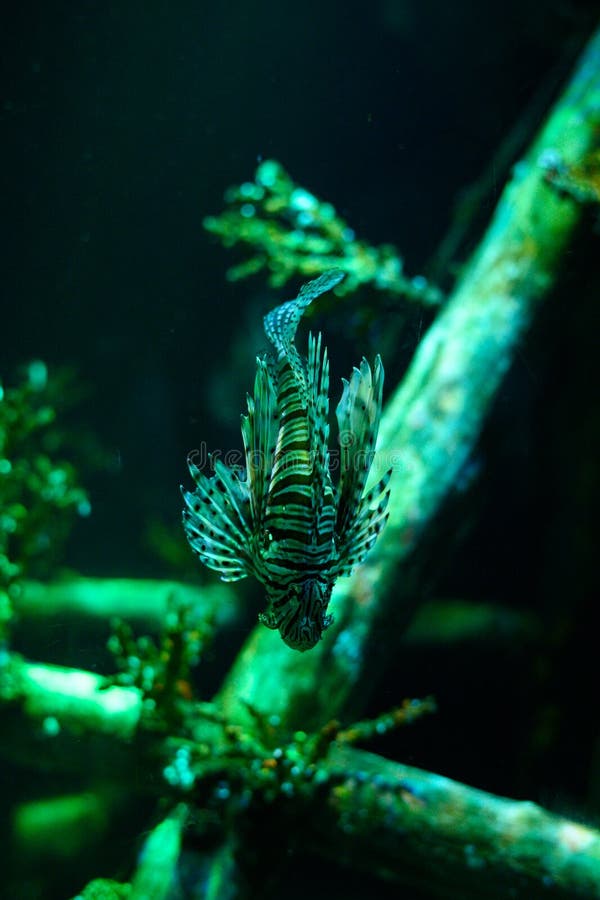 Underwater World. Lionfish Fish in an Aquarium Stock Photo - Image of ...