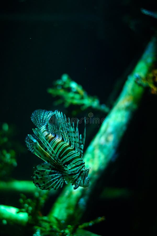Underwater World. Lionfish Fish in an Aquarium Stock Image - Image of ...