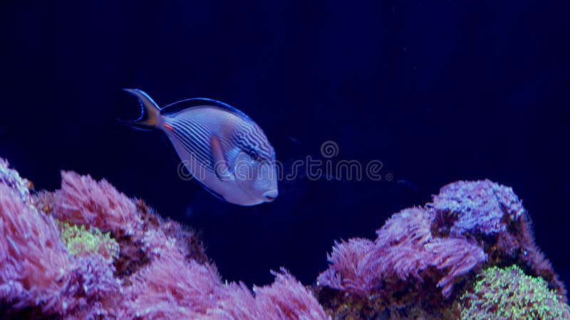 Underwater World, Many Multi-colored Fish Coral Reefs Stock Photo ...