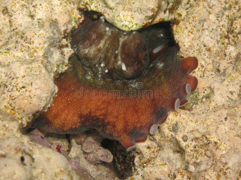 Octopus hiding in a shell stock image. Image of protective - 18966409