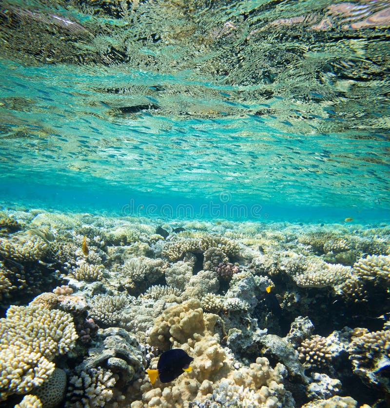 Underwater world panorama. stock image. Image of diving - 263393441