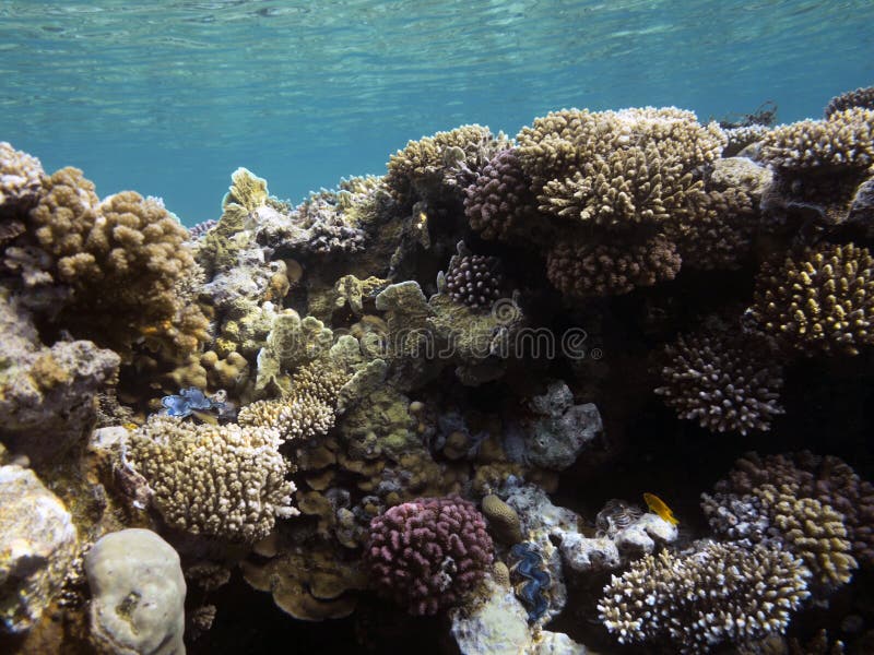 The Underwater World of the Red Sea Stock Photo - Image of polyps ...