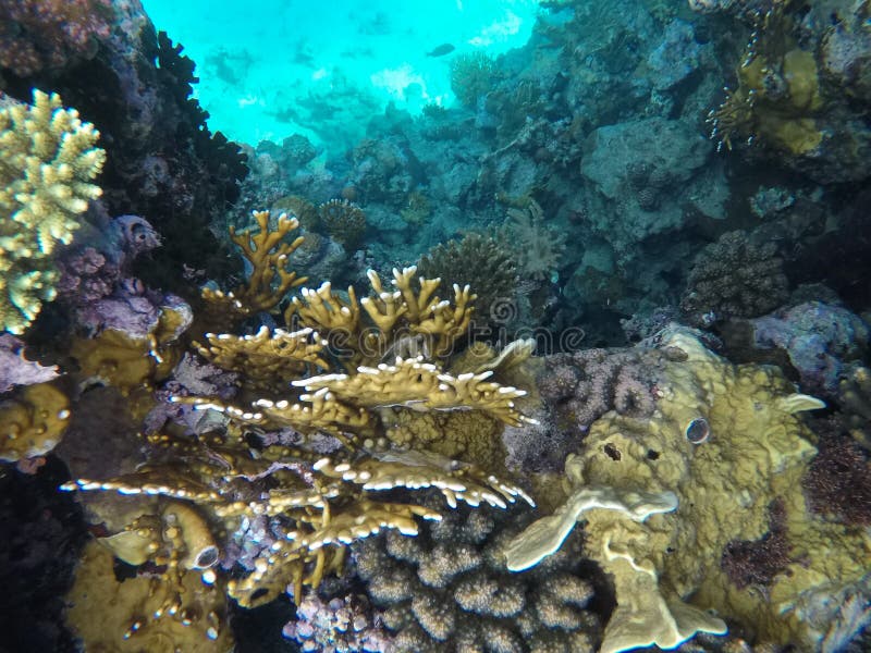 Underwater World of the Red Sea in Egypt Stock Image - Image of dive ...