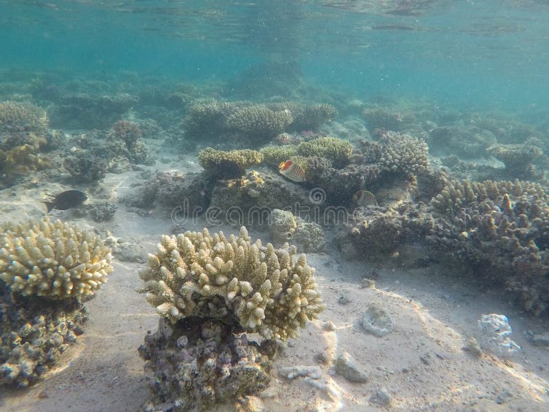Underwater World of the Red Sea in Egypt Stock Photo - Image of ...