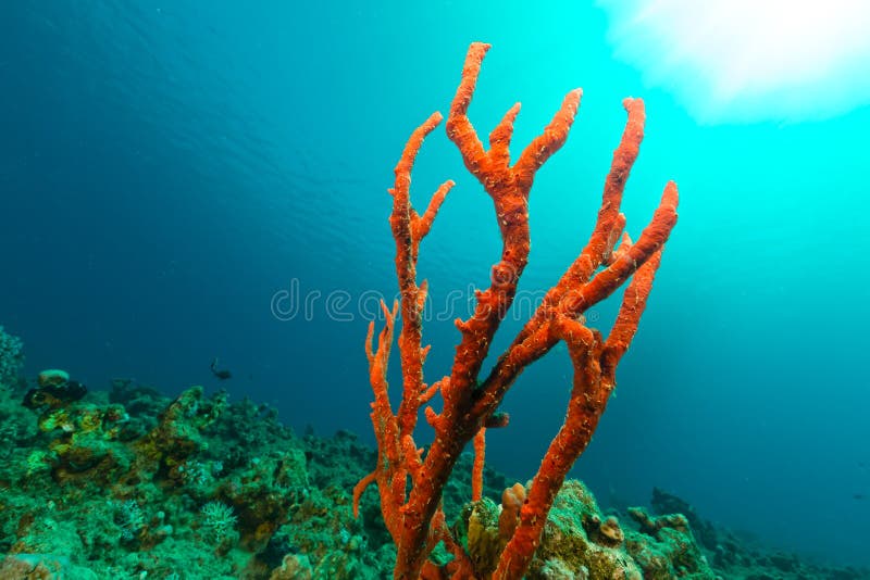 Underwater World in the Red Sea. Stock Photo - Image of tropical, salt ...