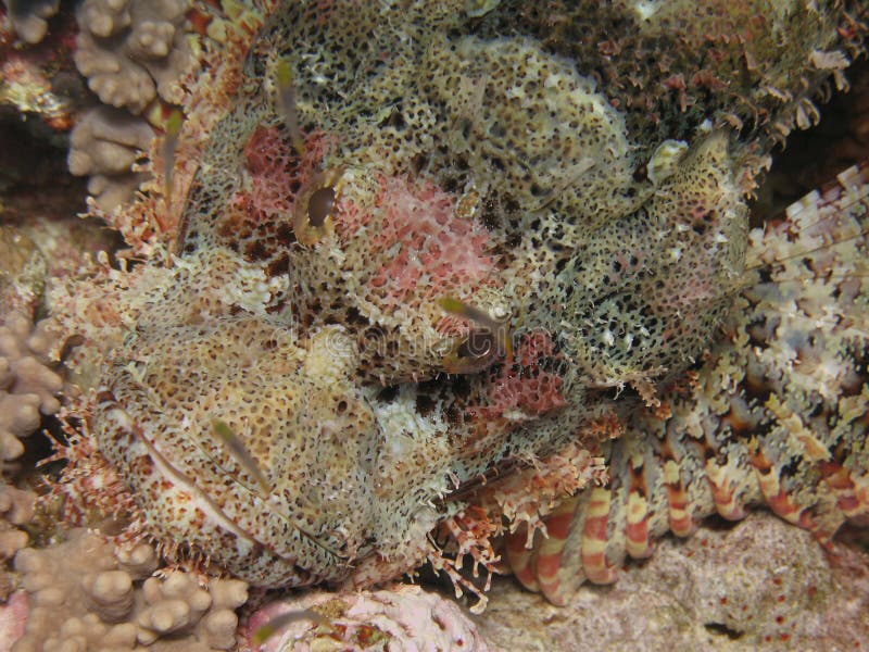 Underwater World - Scorpionfish Hiding Over the Corals. Stock Image ...