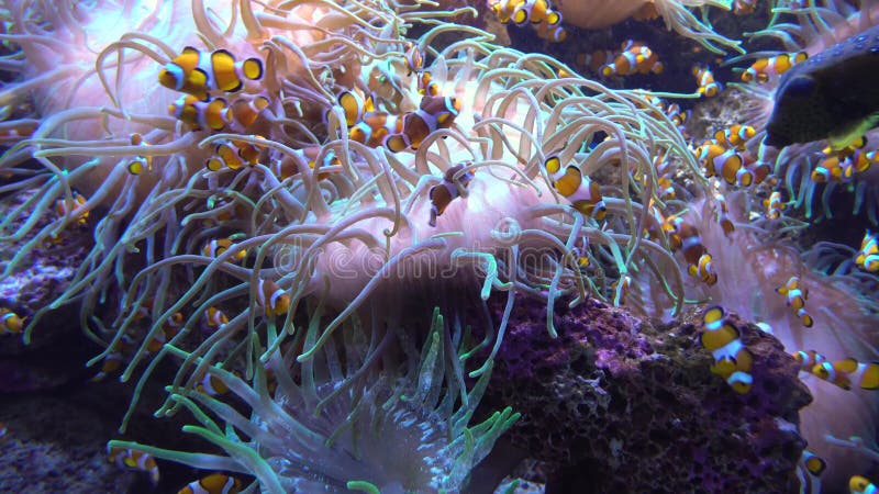 The Underwater World of the Ocean without Fish. Top View of Coral and ...