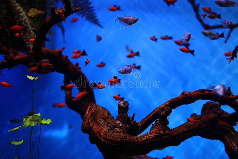 Underwater world stock image. Image of color, beautiful - 61414267