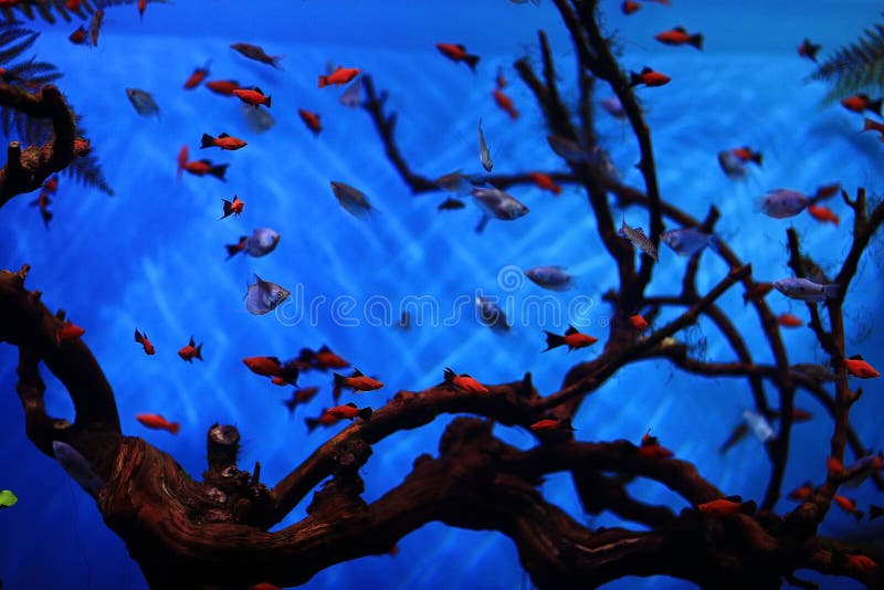 Underwater world stock image. Image of natural, beautiful - 61414205