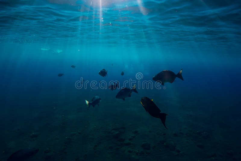 Underwater World with Tropical Fish in Ocean and Beautiful Sunlight ...