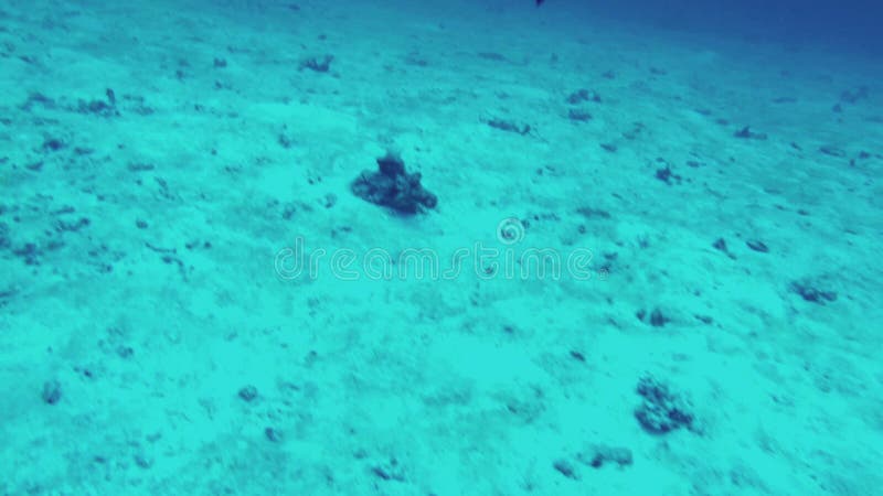 The Underwater World of the Ocean without Fish. Top View of Coral and ...