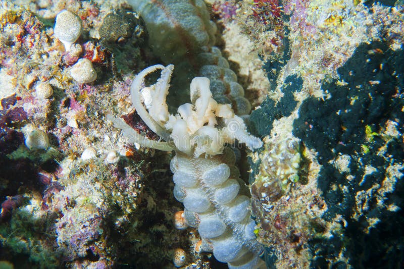 Underwater worm on reef stock image. Image of resort - 36241457