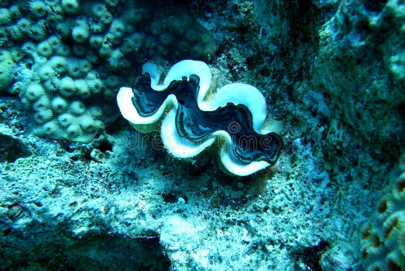 Underwaterworld / Shell stock photo. Image of shell, underwaterpictures ...