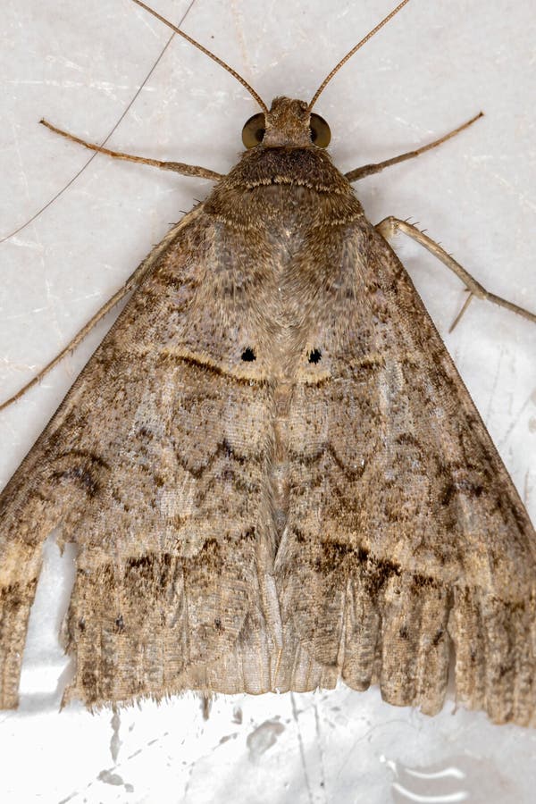 Underwing moth stock photo. Image of conservation, invertebrate - 196003726