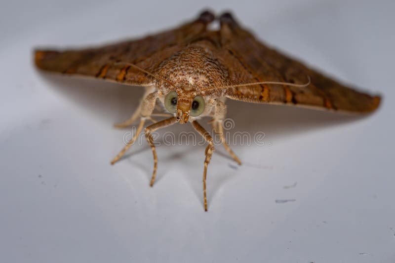 Brazilian Underwing moth stock photo. Image of detail - 195299614