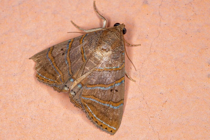 Brazilian Underwing moth stock image. Image of eulepidotini - 195300229
