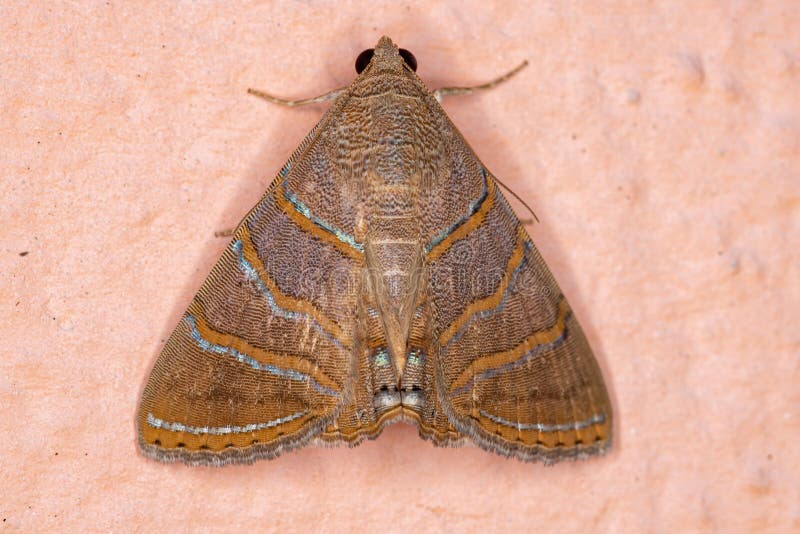 Brazilian Underwing moth stock image. Image of amah - 195306163