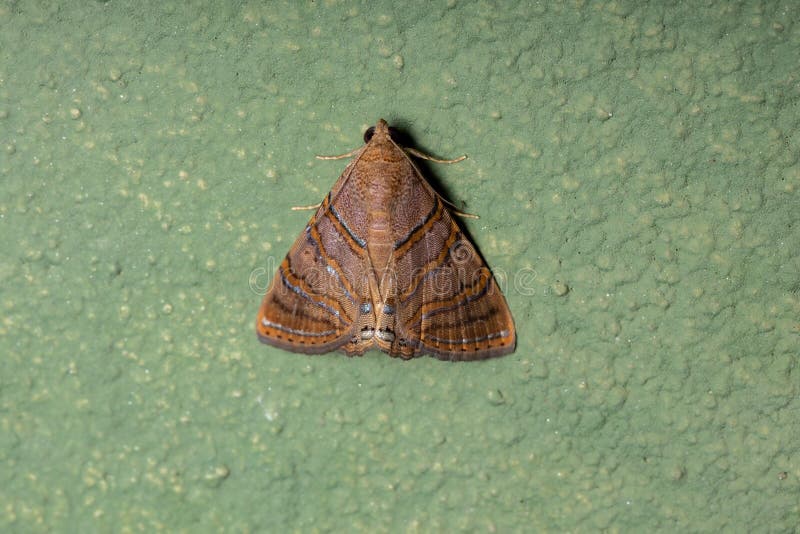 Brazilian Underwing moth stock image. Image of beautiful - 198647075
