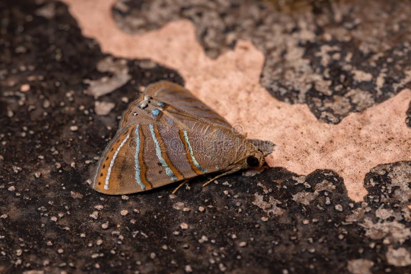 Brazilian Underwing moth stock image. Image of family - 198647199