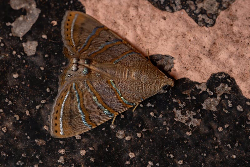 Brazilian Underwing moth stock image. Image of butterfly - 195299553