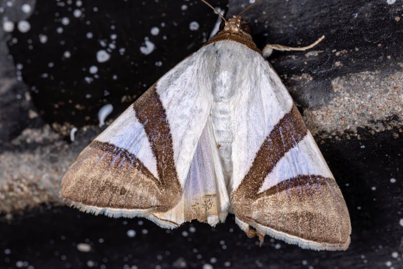 Underwing moth stock photo. Image of biology, lepidoptera - 195260102