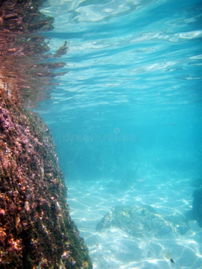 Underworld stock photo. Image of aquatic, actinidae, fins - 5813914