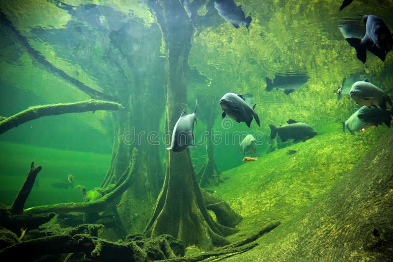 Underworld stock image. Image of tropical, ecosystem - 47520365